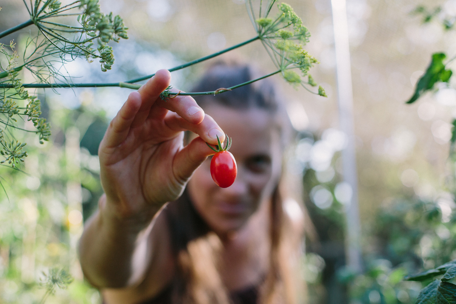 Grow Great Tomatoes – My Darling Lemon Thyme